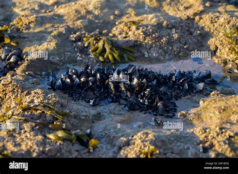 Colony Of Mussels Edible Bivalve Molluscs On Underwater Rocks Visible