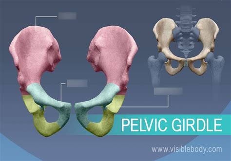 Bones Of Pelvic Girdle Appendicular Diagram Quizlet