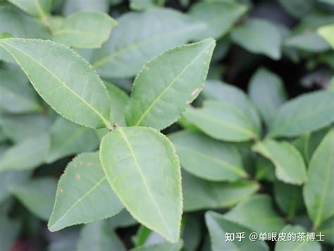 茶树品种毛蟹 知乎