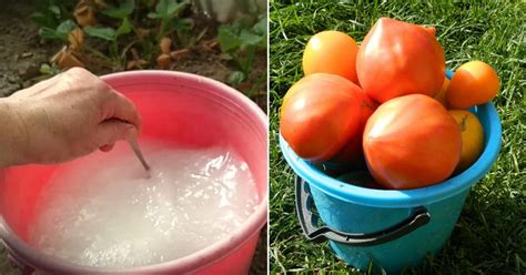 რით დავამუშაოთ კვლები შემოდგომაზე რომ ზაფხულში კიტრი პომიდორმა უხვი