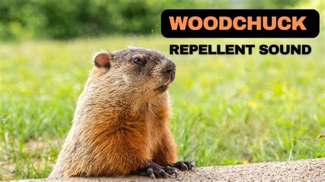 Woodchuck Groundhog Repellent Sound Youtube