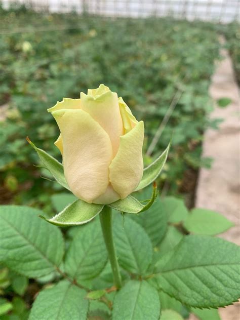 ვარდის ვარდის ნერგები ქარელის რ ნი ზემო ხვედურეთი