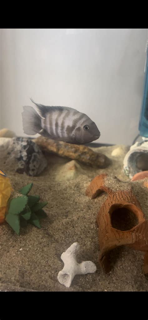 Help To Identify Sex Rcichlid