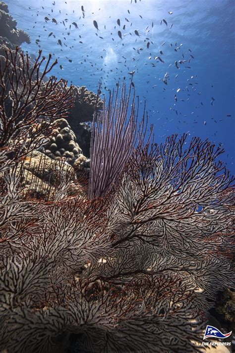 Франција домаќин на третата Конференција на ОН за Океанот Unoc3 „Ние