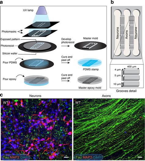 Design Of A Microfluidic Device For Isolation Of Axons From Download Scientific Diagram