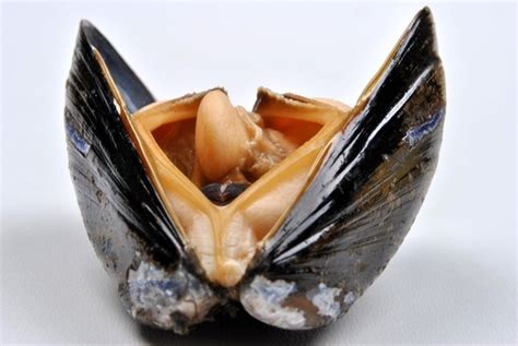 삿갓조개 특징과 이름의 의미 네이버 블로그