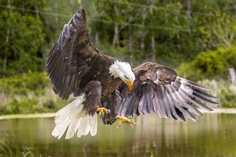 Bald Eagle Talons Everything You Need To Know