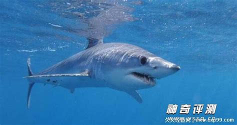 食人鱼的天敌是谁 这4种鱼 神奇评测