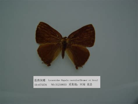 蓝燕灰蝶 Rapala caerulea 物种库 国家动物标本资源库