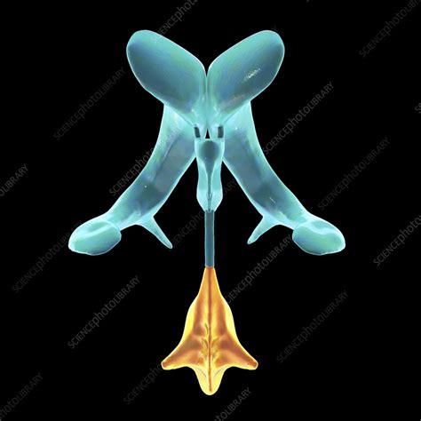 Fourth Brain Ventricle Illustration Stock Image F Science Photo Library