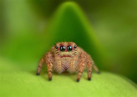 5 Cute Bugs You Should See Whatdewhat