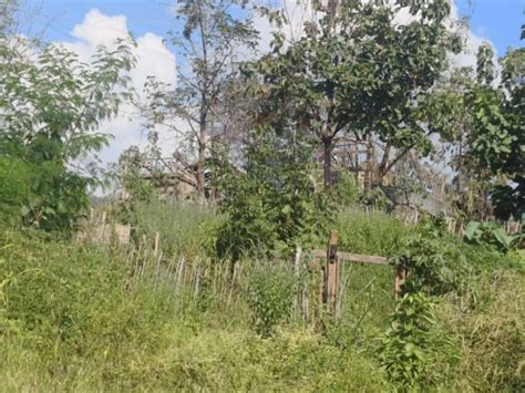 ဖားဆောင်းနှင့်ဘောလခဲ အကြားရှိ ထူးချောင်း စခန်းကုန်းမှ စစ်သားများ စခန်းစွန့်ခွာထွက်ပြေးသွား၍ တော