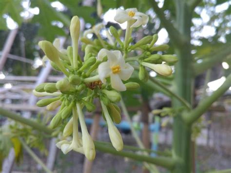 필리핀 파파야 꽃