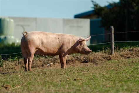 Cerdos En Campo Sano Cerdo En Pradera Foto Premium