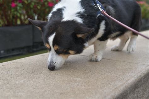 犬が散歩中に地面をクンクン嗅ぐ『4つの心理』 わんちゃんホンポ
