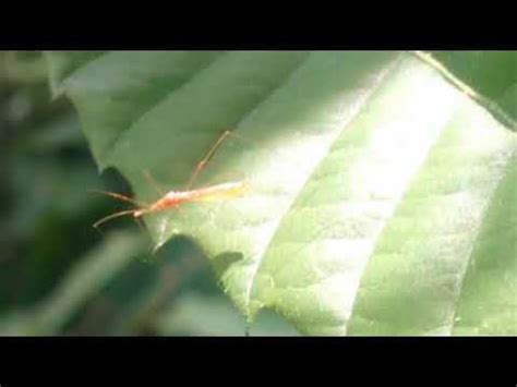 잎 위에서 천천히 움직이는 실노린재 Yemma exilis stilt bug 糸椿象 イトカメムシ stink bug 椿