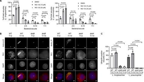 Legionella Longbeachae Regulates The Association Of Polyubiquitinated
