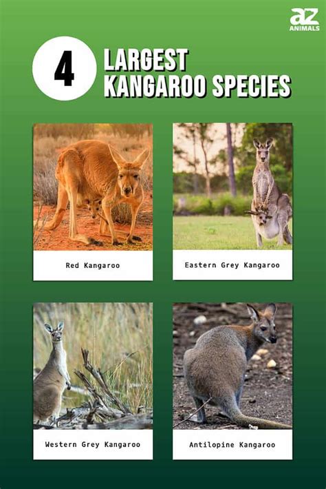 Major Kangaroo Species Chart
