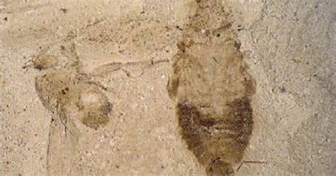 49 Million Year Old Cockroach Fossil Found Cbs News