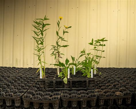 Wildflower And Native Grass Seed Plugs Nativ Nurseries