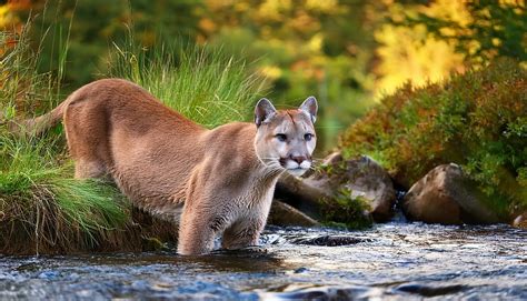 Download Mountain Lion Cougar Puma Royalty Free Stock Illustration