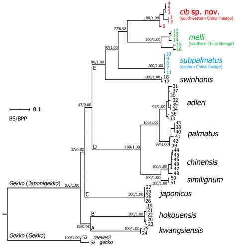 Bayesian Inference And Maximum Likelihood Phylogenies Based On