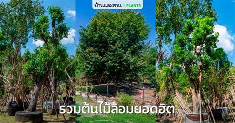 ต้นไม้ยอดฮิต 40 ต้น ที่นักจัดสวนนิยมใช้และไม่เคยตกเทรนด์ บ้านและสวน ไอเดียการปลูกต้นไม้