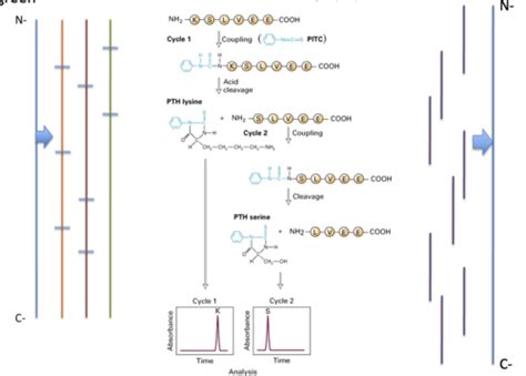 Molecules And Cells Protein Structure Protein Sequencing Methods Flashcards Quizlet