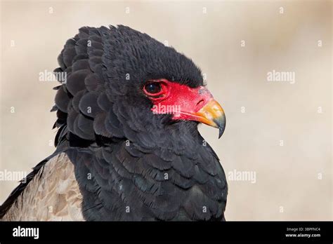 Bateleur Terathopius Ecaudatus Animals Birds Bird Of Prey