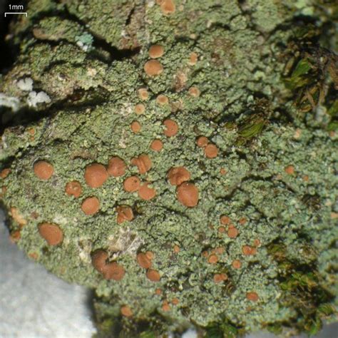 Ways Of Enlichenment Lichens Of North America
