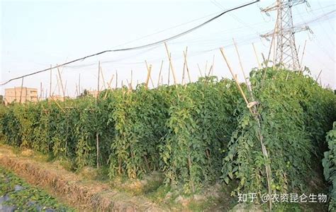 大棚番茄用什么水溶肥好番茄用什么肥料好番茄膨大增产肥料金泰靓 知乎