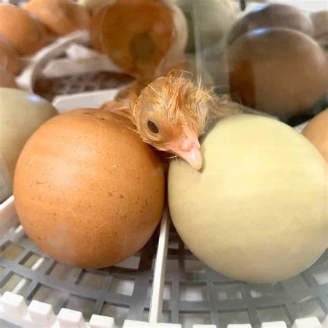 How To Hatch Chickens When To Hatch Chicken Eggs Zzgh