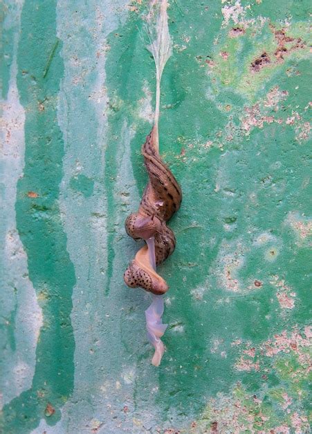 Premium Photo Mating Of Slugs Reproduction Mating Of Two Striped
