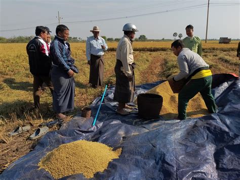 ကျိုက်မရော၌ ဆင်းသုခမျိုးစေ့ထုတ်ရေလိုက်စိုက်ခင်း စံကွက်ရိတ်သိမ်းပွဲနှင့် ကွင်းသရုပ်ပြပွဲ ကျင်းပ