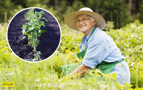 Головні помилки при посадці картоплі вони можуть залишити вас без гарного врожаю Читайте на