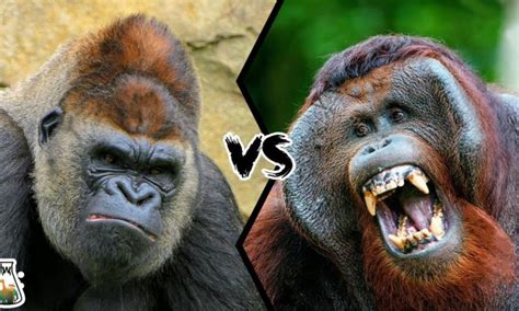 gorilla strength vs chimpanzees gorilla trekking safaris rwanda tours