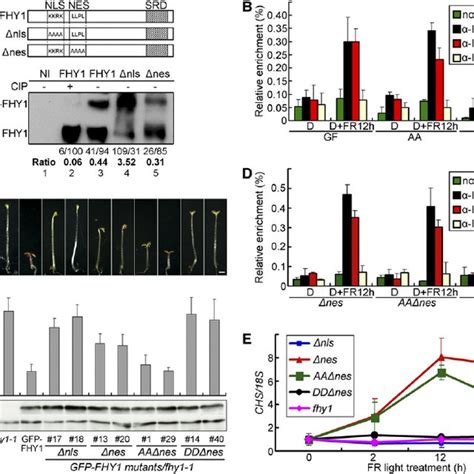 Fhy1 And Phya Are Recruited To The Chs Promoter Through Hy5 And Pif3 In