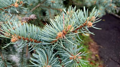 Needles Pine Tree Free Photo On Pixabay Pixabay