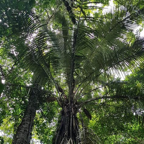 Astrocaryum Murumuru Seed Butter Cosmetic Ingredients Guide