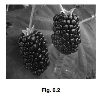 IGCSE Biology 0610 16 3 Sexual Reproduction In Plants IGCSE Style Questions Paper 4