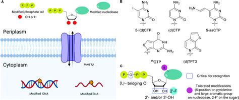 Rna Nucleoside Triphosphate At Milla Gadsdon Blog