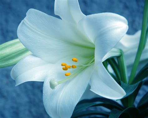 🔥 [40 ] Easter Lilies Wallpapers Wallpapersafari