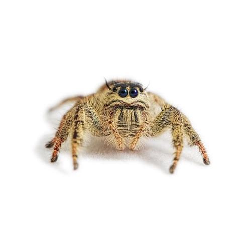 Jumping Spider Supplies Bug Pets Ltd