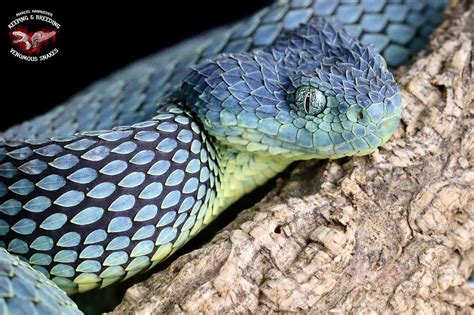 Variable Bush Vipers Have The Coolest The Reptile Report