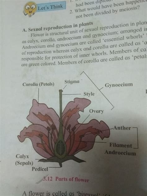 Draw A Neat Diagram Of Longitudinal Section Of Flower Give Biological Reasons For The