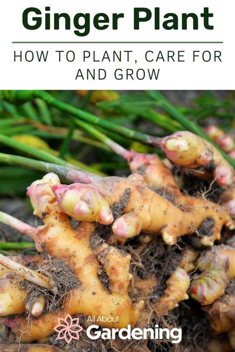 How To Plant Grow And Care For Ginger Plants Artofit