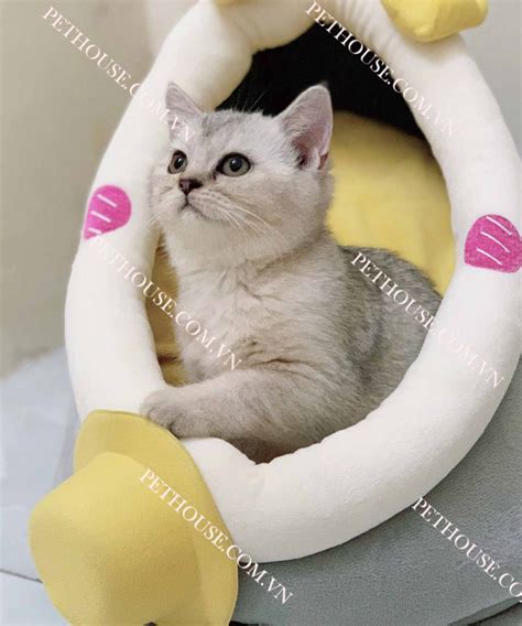 Mèo Anh lông ngắn tabby mã ALN420 tại shop PetHouse