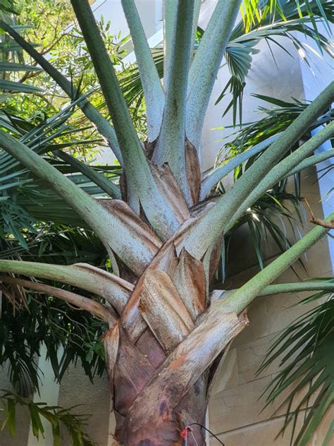 Majestic Bismarck Palm Tree Showcasing Its Grand Fronds And Textured