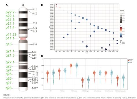 Figure 1 From Development And Forensic Efficiency Evaluations Of A Novel Multiplex Amplification