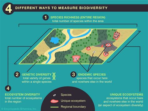 Ecosystem Definition Components Examples Structure And Facts